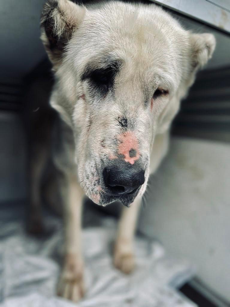 Bella (dawniej Sabinka) - Fundacja centaurus