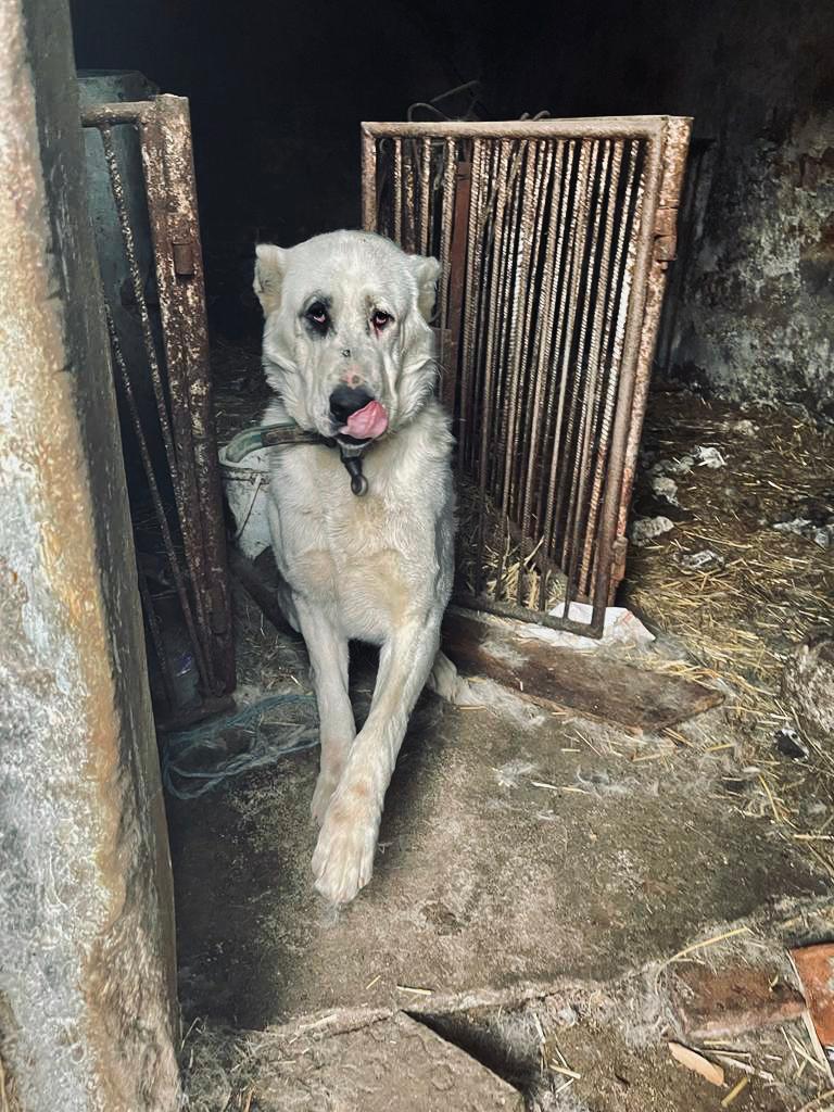 Bella (dawniej Sabinka) - Fundacja centaurus