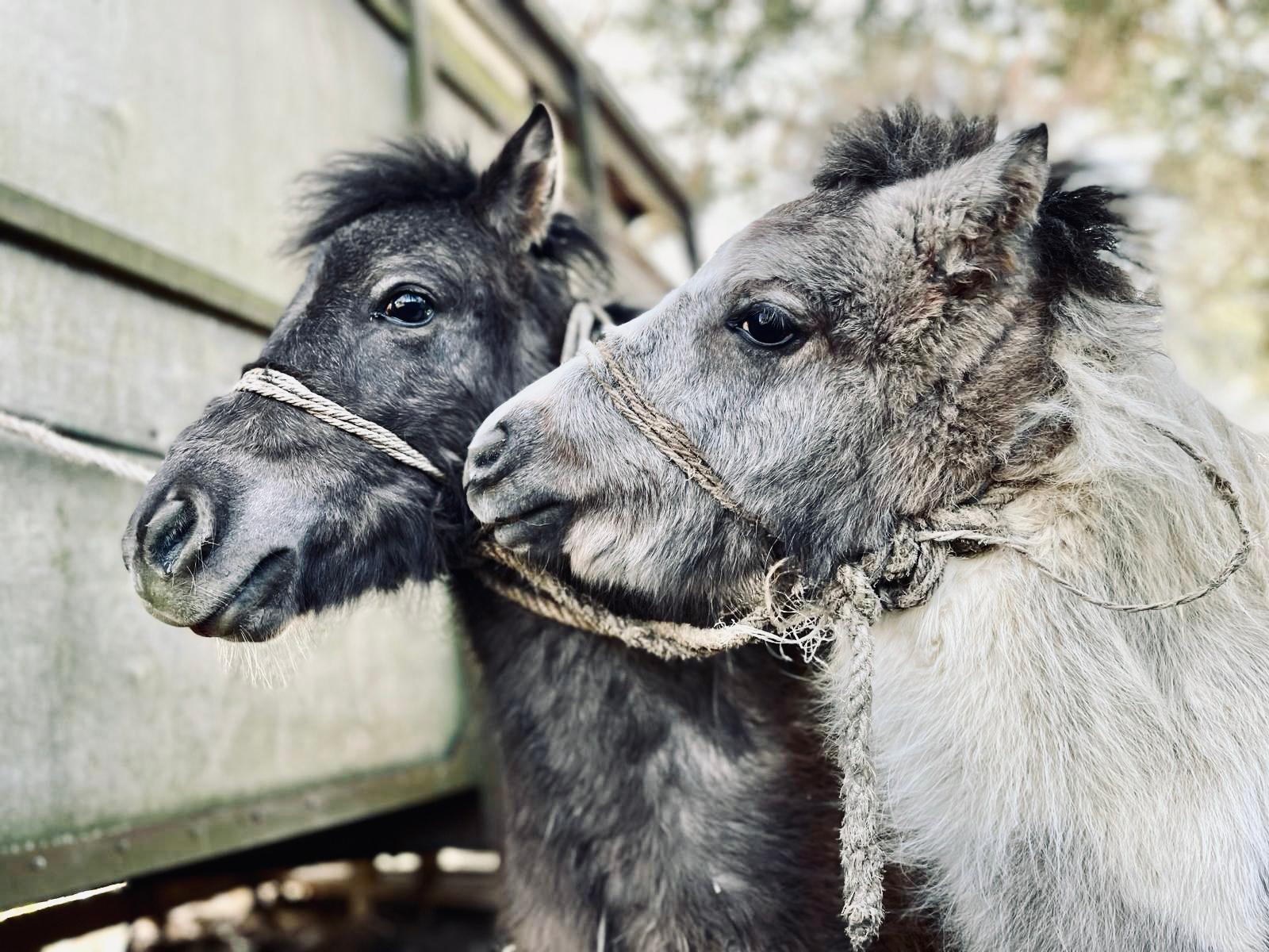 Zrzutka: Dziękujemy za pomoc BRACIOM! Kucyki są już u nas i mają się ...