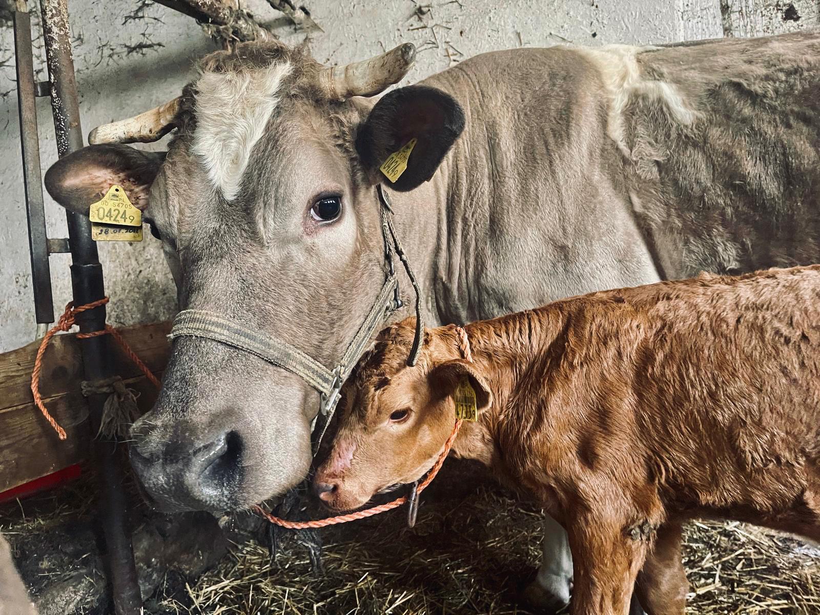 Gospodarskie - Fundacja centaurus