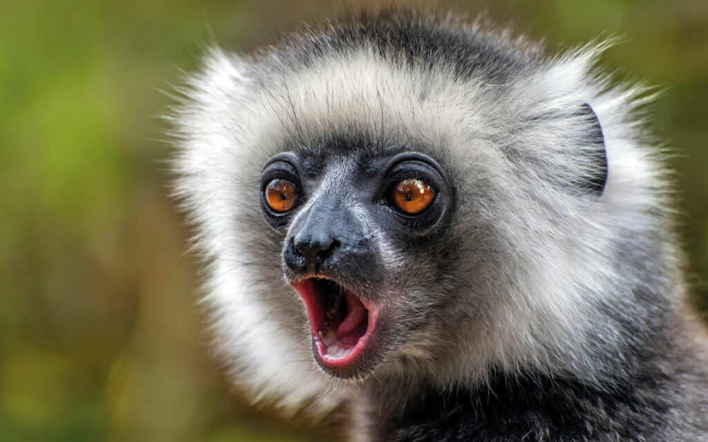 Palczak madagaskarski – poznajmy bliżej tego niewielkiego, nadrzewnego ...