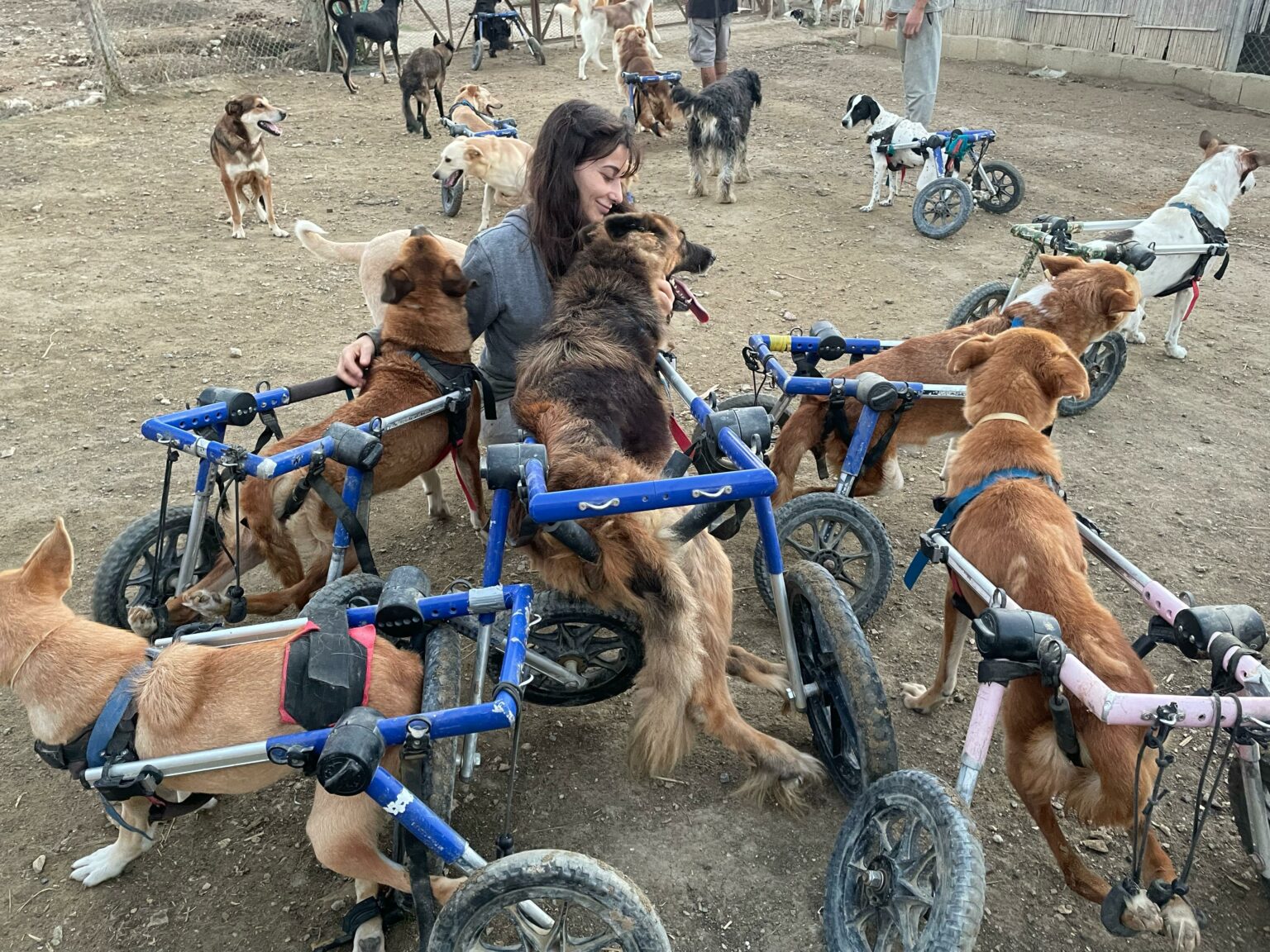 Psy - Fundacja centaurus