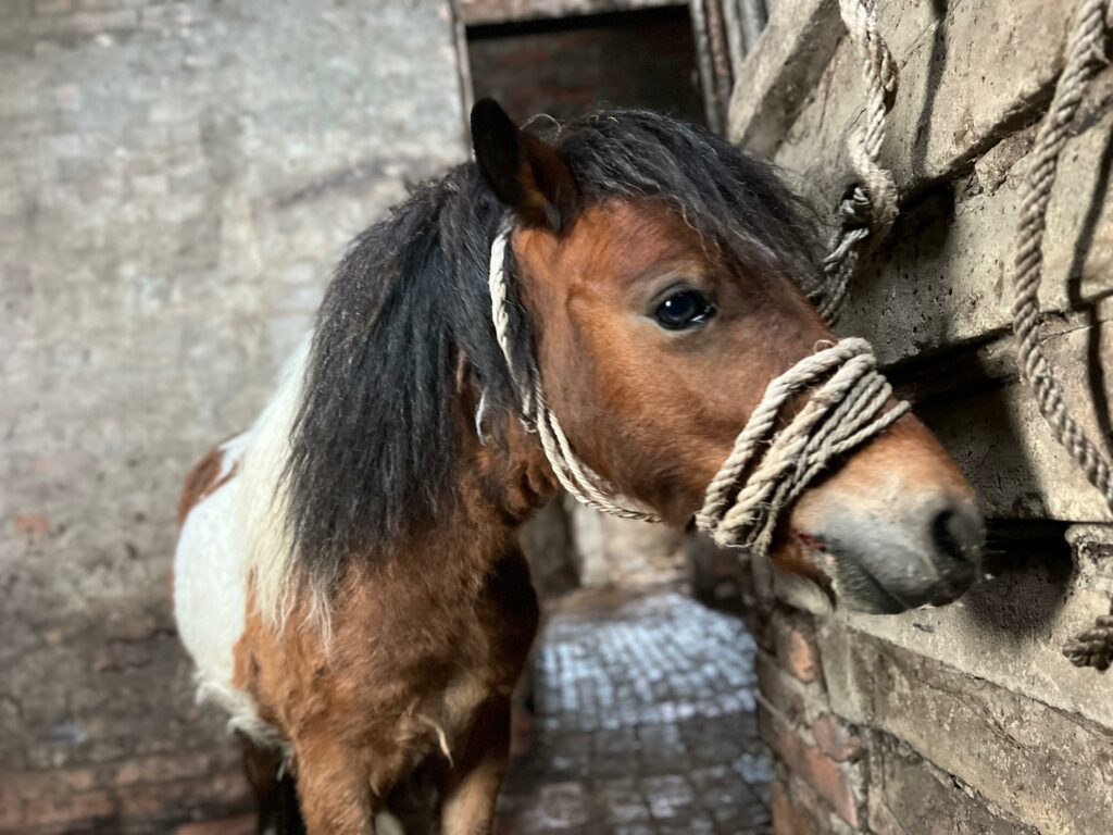 Wszystkie - Fundacja centaurus