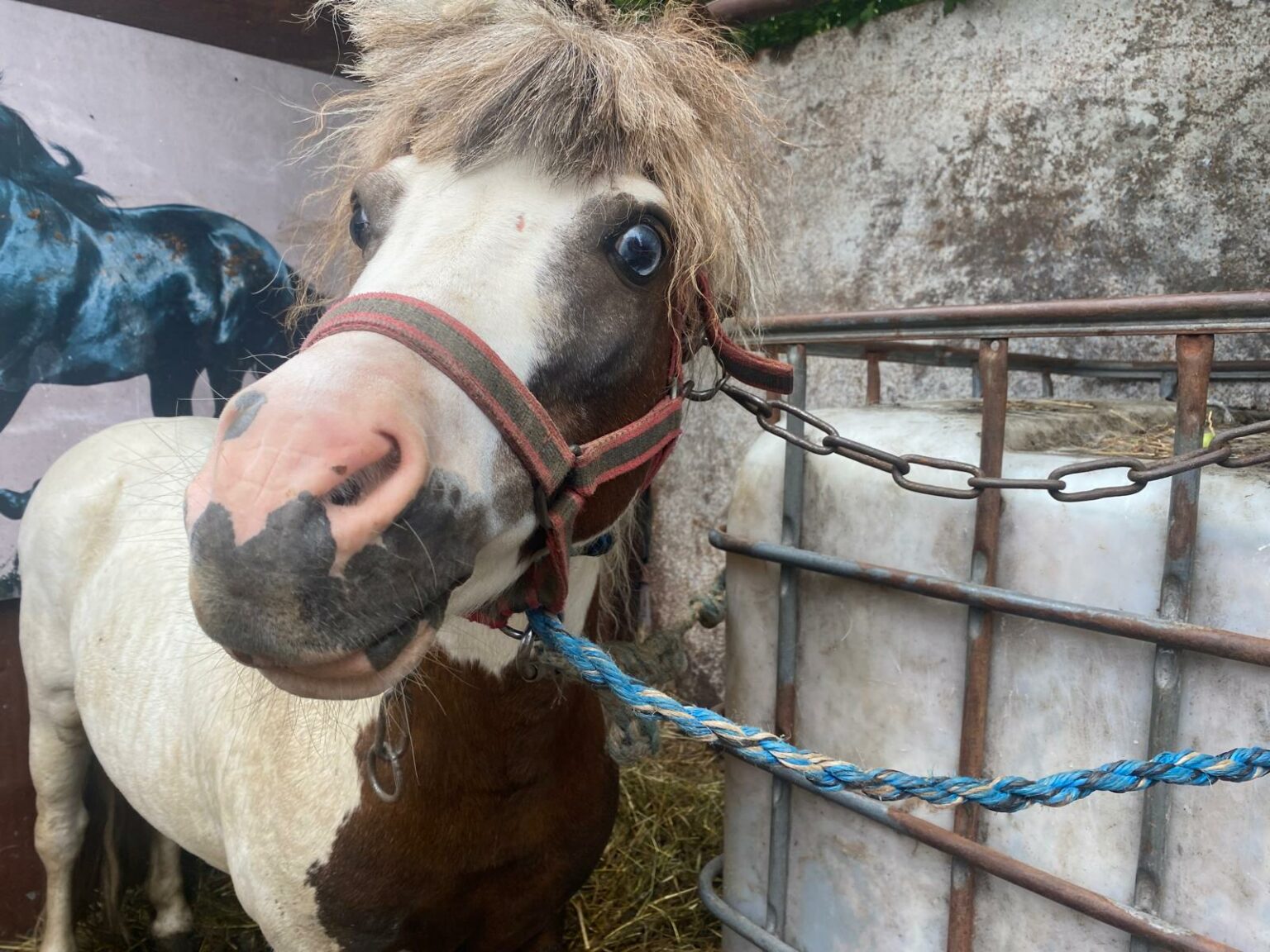 Wszystkie - Fundacja centaurus