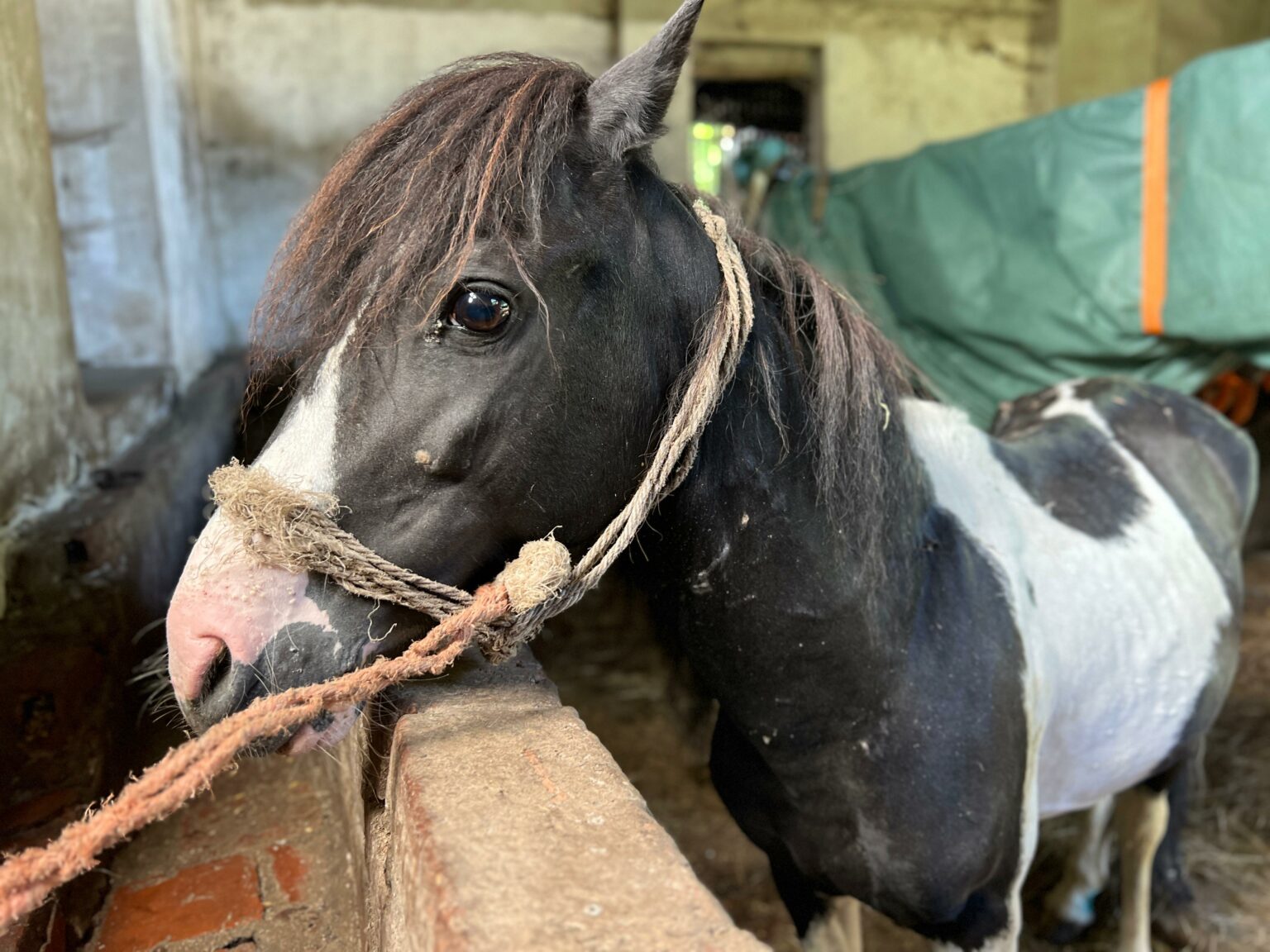 Wszystkie - Fundacja centaurus