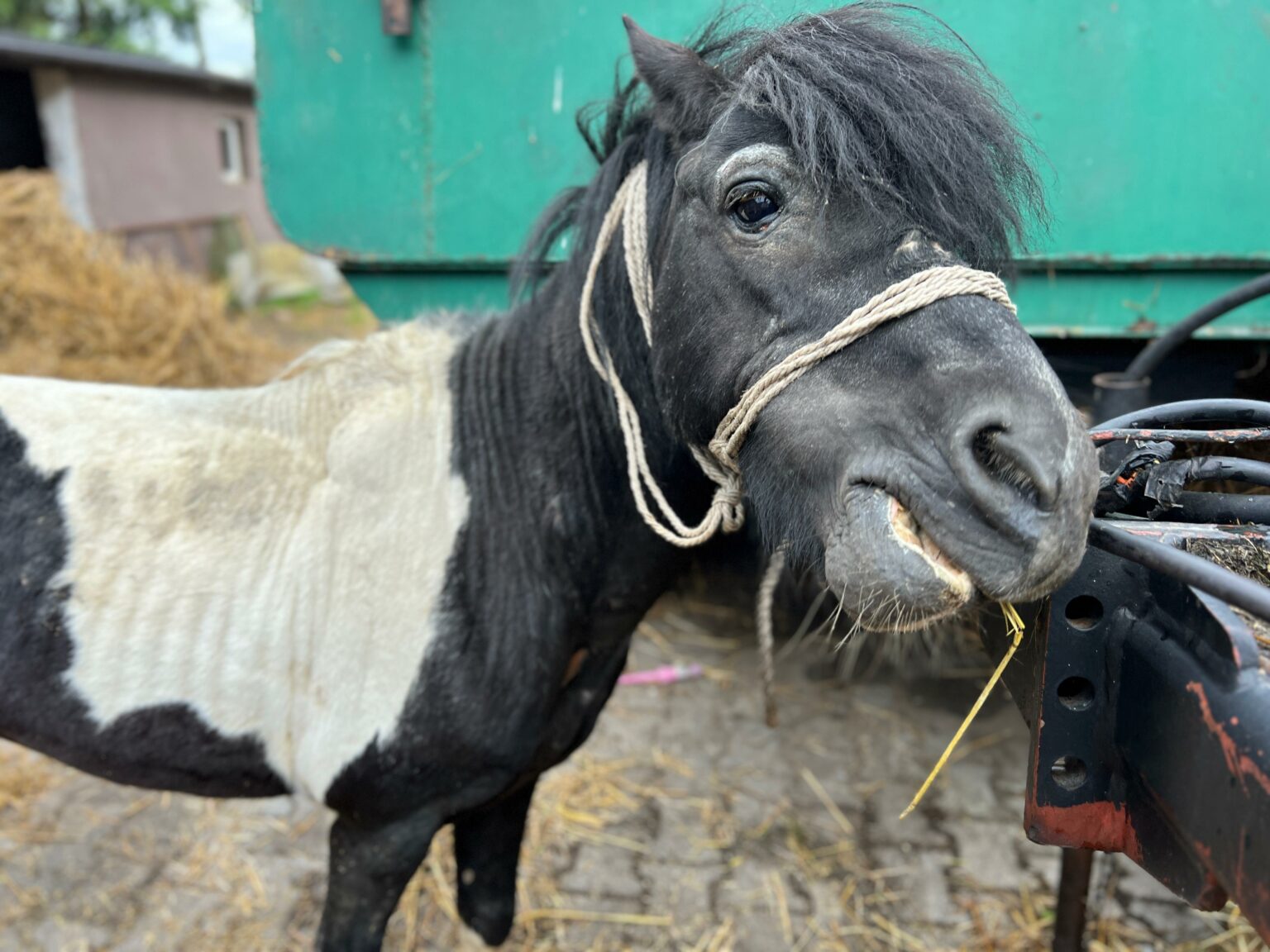 Wszystkie - Fundacja centaurus