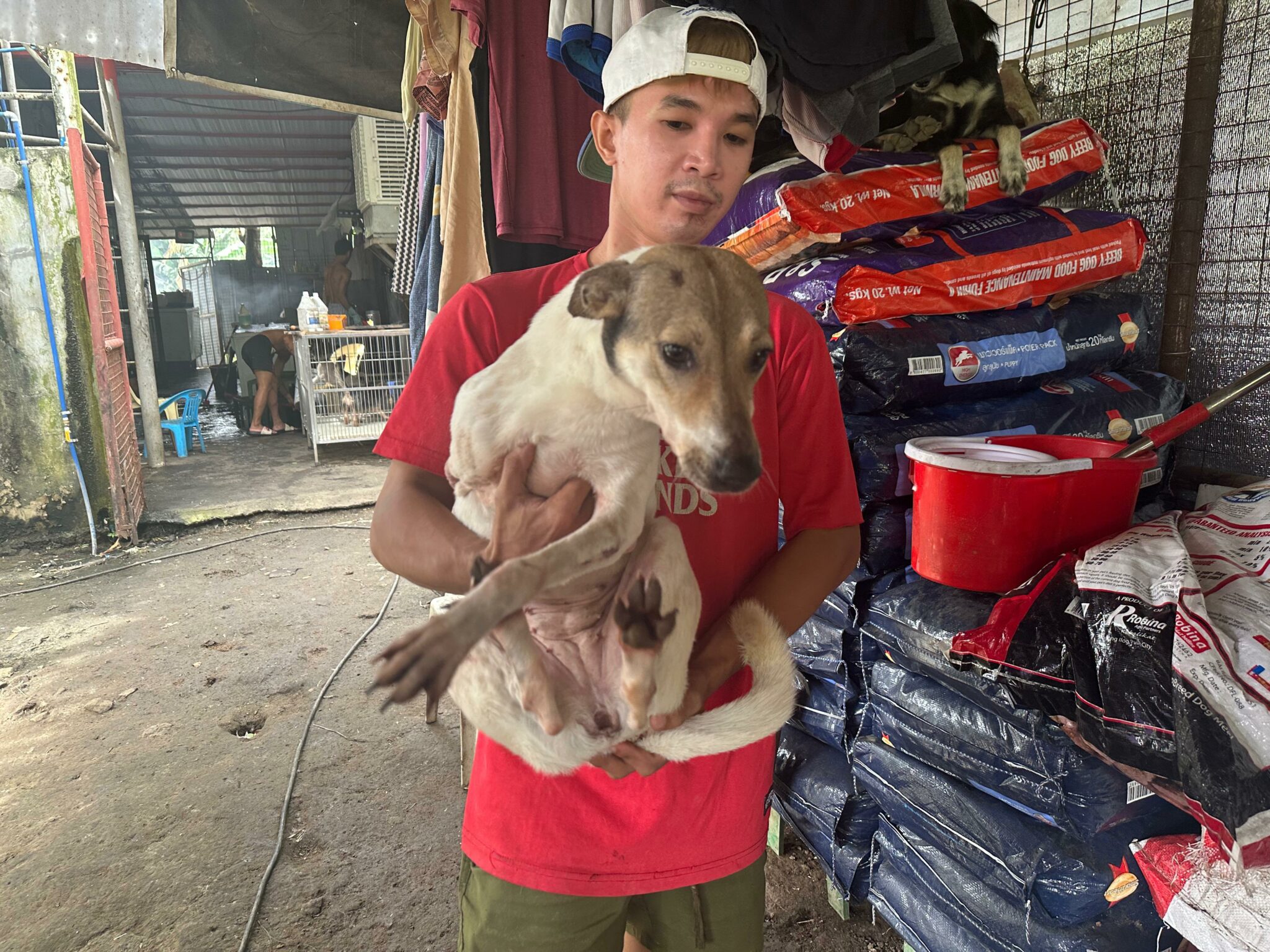 Psy - Fundacja centaurus