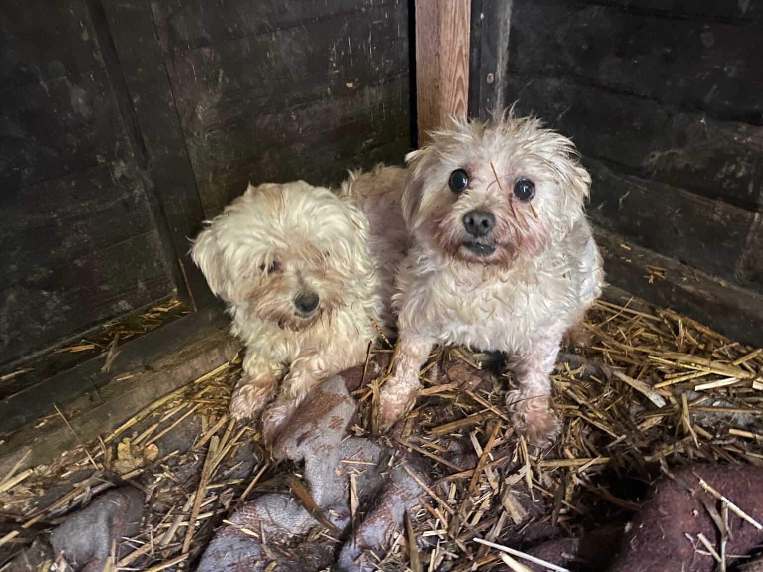 Psy - Fundacja centaurus