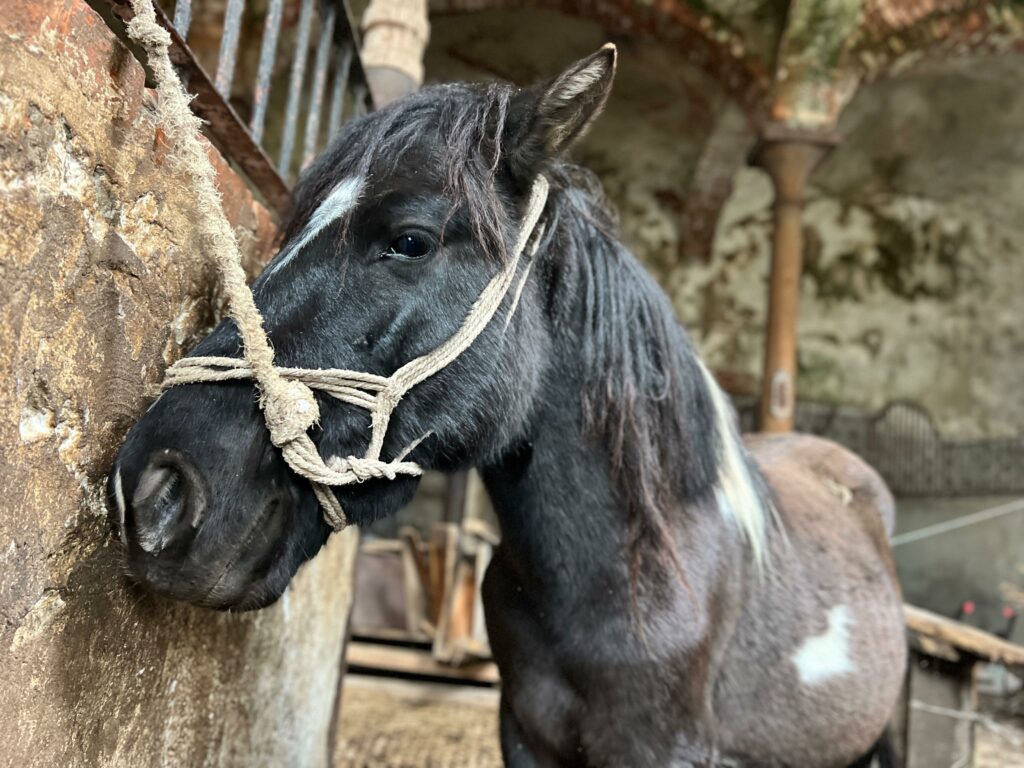 Wszystkie - Fundacja centaurus