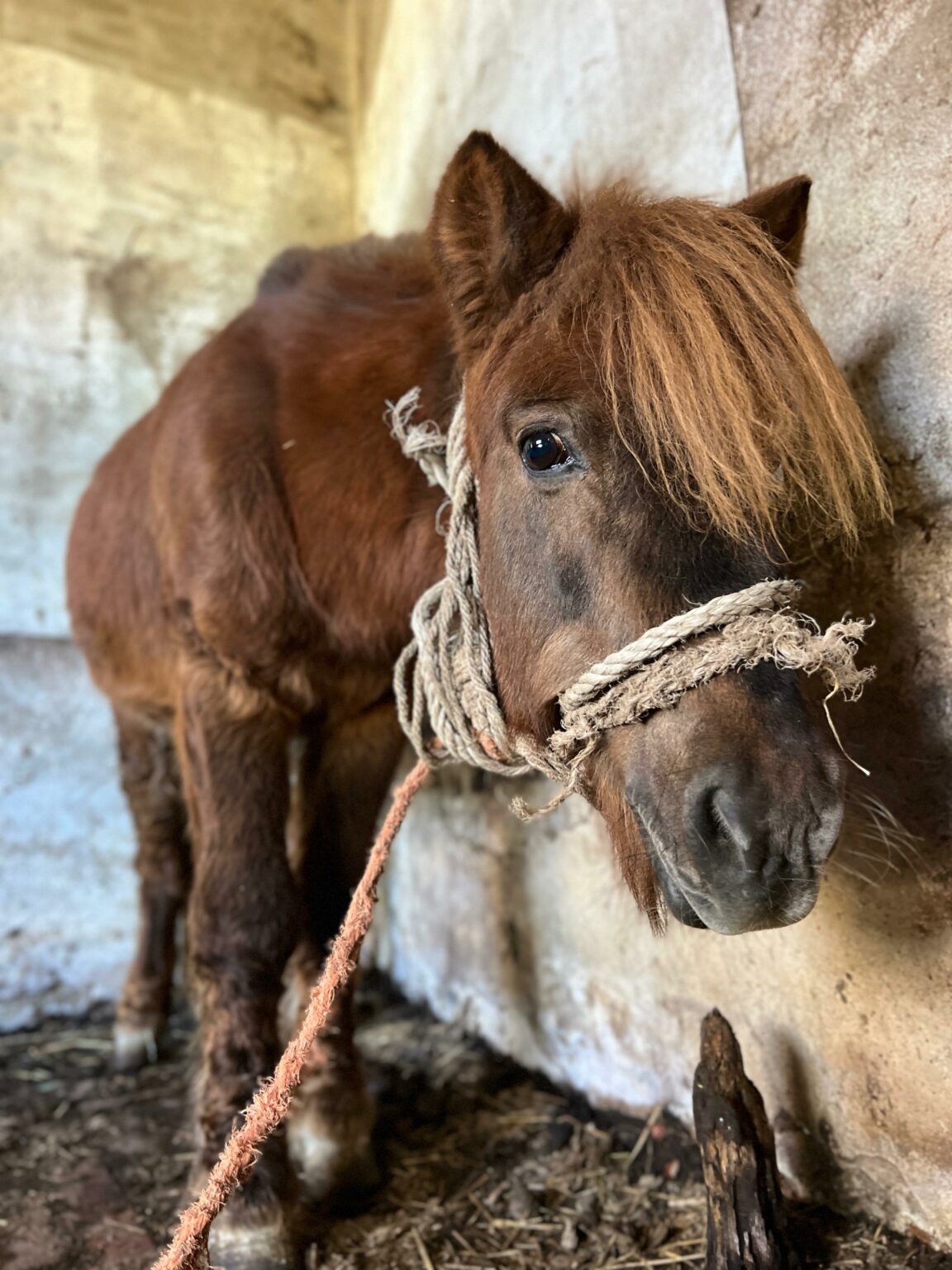 Wszystkie - Fundacja centaurus
