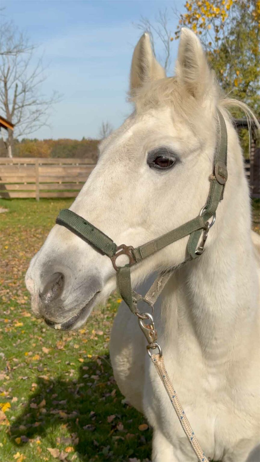 Jaskra - Fundacja centaurus